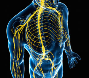 What Is Neurophysiology? – Coastal
